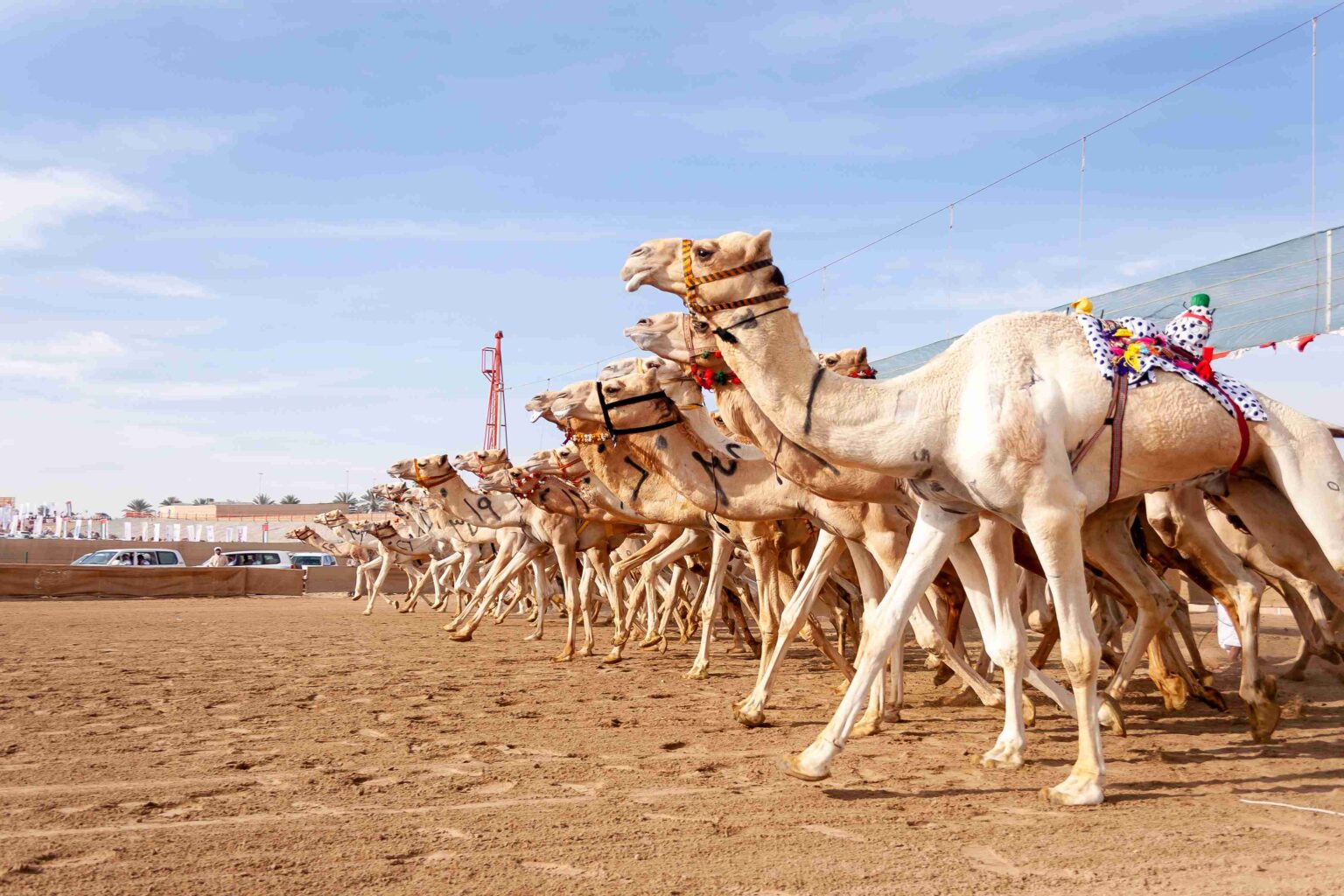 Explore Qatar’s Traditional Sports: Camel Racing, Falconry, and More